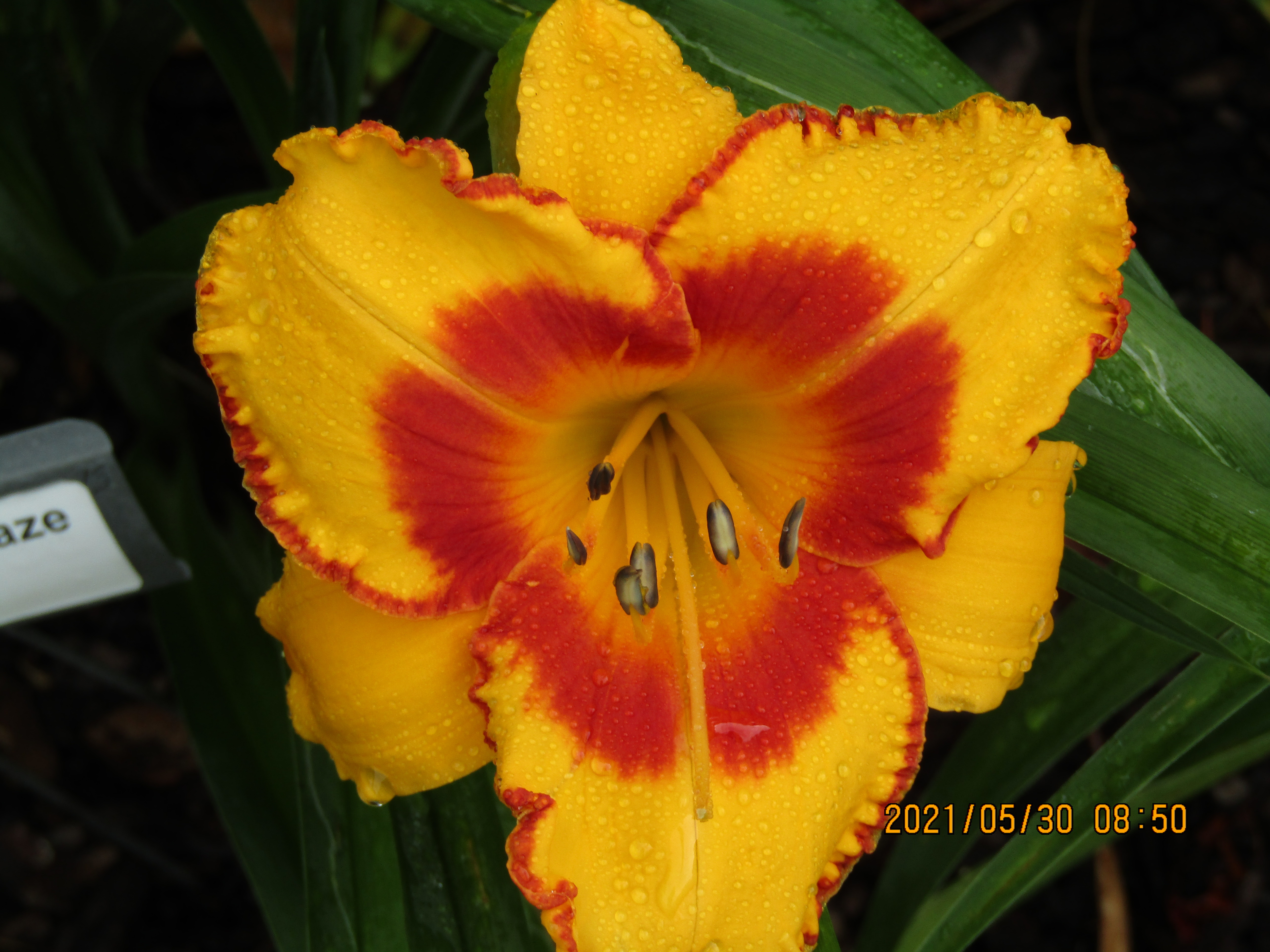 Hemingway Nursery featuring Roycroft Daylilies