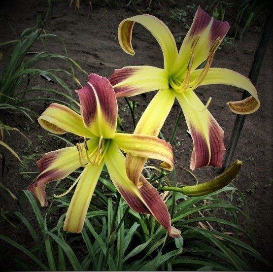 Hemingway Nursery featuring Roycroft Daylilies