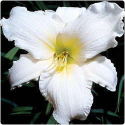 Hemingway Nursery featuring Roycroft Daylilies