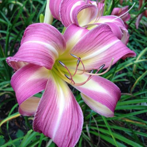 Hemingway Nursery featuring Roycroft Daylilies