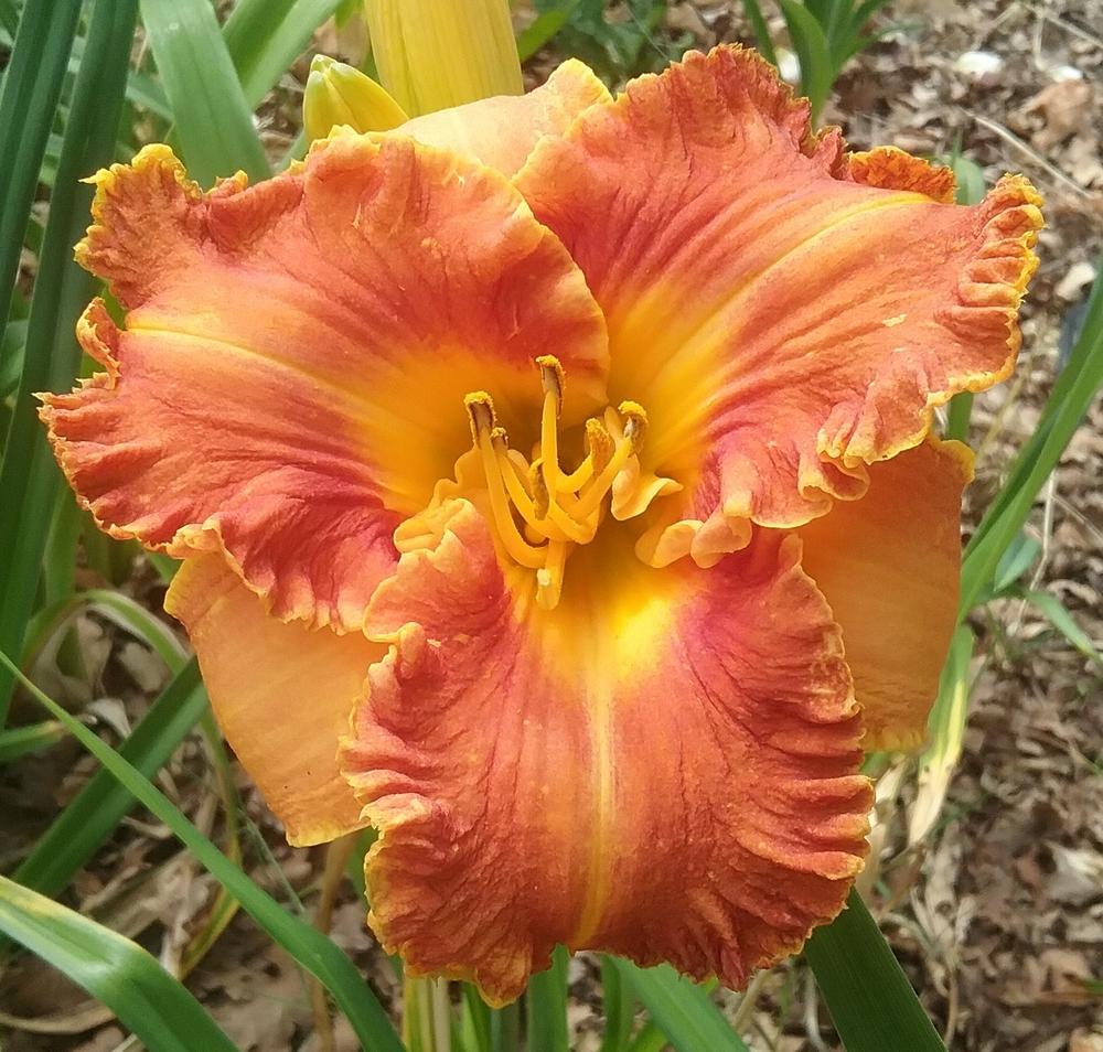 Hemingway Nursery featuring Roycroft Daylilies
