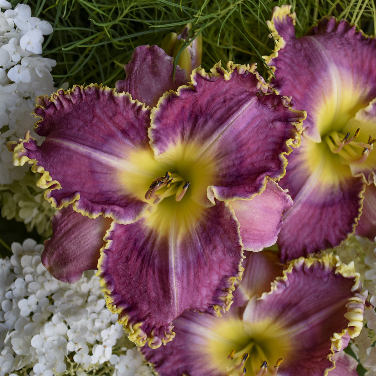 Hemingway Nursery featuring Roycroft Daylilies