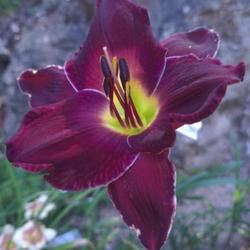 Hemingway Nursery featuring Roycroft Daylilies