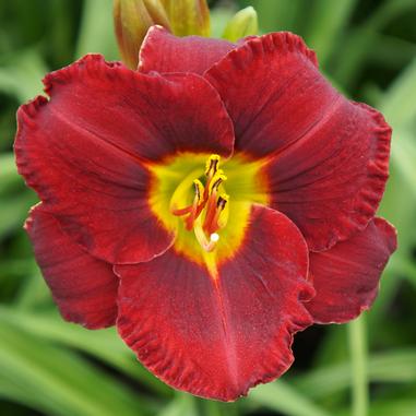 Hemingway Nursery featuring Roycroft Daylilies