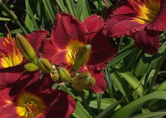 Hemingway Nursery featuring Roycroft Daylilies